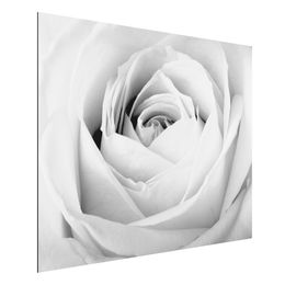 Bilderwelten Alu Dibond Outdoor Bild Blumen schwarz weiss Motiv wetterfest - Close Up Rose - Rose Wohnzimmer Schlafzimmer