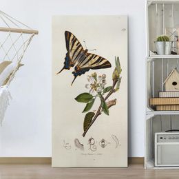 Bilderwelten Leinwandbild - Hochformat John Curtis - Ein seltener Schwalbenschwanz