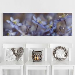 Bilderwelten Leinwandbild - Panorama Anemonen in Blau