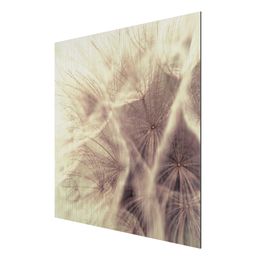 Bilderwelten Alu Dibond Outdoor Bild Blumen beige Vintage wetterfest - Detailreiche Pusteblumen Makroaufnahme mit Vintage Blur Effekt - Pusteblume Wohnzimmer