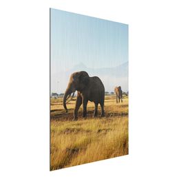 Bilderwelten Alu-Dibond Outdoor Bild Elefanten vor dem Kilimanjaro in Kenya
