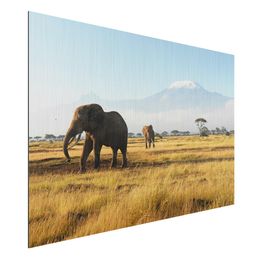 Bilderwelten Alu-Dibond Outdoor Bild Elefanten vor dem Kilimanjaro in Kenya