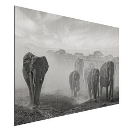 Bilderwelten Alu-Dibond Outdoor Bild Elefantenherde