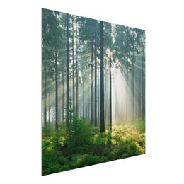 Bilderwelten Alu-Dibond Outdoor Bild Enlightened Forest