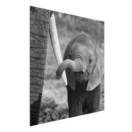 Bilderwelten Alu Dibond Outdoor Bild Tiere schwarz weiss Motiv wetterfest - Elefantenbaby - Elefant Wohnzimmer Schlafzimmer