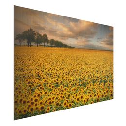 Alu-Dibond Blumen Feld mit Sonnenblumen