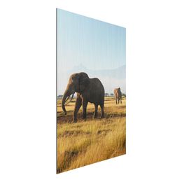 Bilderwelten Alu-Dibond Outdoor Bild Elefanten vor dem Kilimanjaro in Kenya