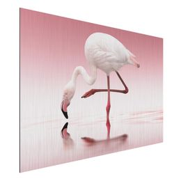 Bilderwelten Alu Dibond Outdoor Bild Tiere rosa Motiv wetterfest - Flamingo Dance - V&ouml;gel Wohnzimmer Schlafzimmer
