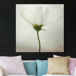 Bilderwelten Leinwandbild Blumen Motiv Kunstdruck weiss - Wei&szlig;e Cosmea - Wandbild XXL Wohnzimmer Schlafzimmer