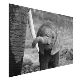 Bilderwelten Alu Dibond Outdoor Bild Tiere schwarz weiss Motiv wetterfest - Elefantenbaby - Elefant Wohnzimmer Schlafzimmer
