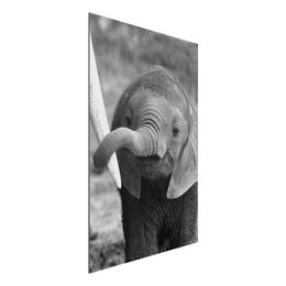 Bilderwelten Alu Dibond Outdoor Bild Tiere schwarz weiss Motiv wetterfest - Elefantenbaby - Elefant Wohnzimmer Schlafzimmer