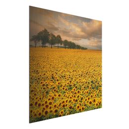 Bilderwelten Alu Dibond Outdoor Bild Blumen gelb Motiv wetterfest - Feld mit Sonnenblumen - Sonnenblumen Wohnzimmer Schlafzimmer