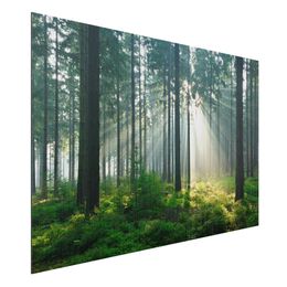 Bilderwelten Alu Dibond Outdoor Bild Wald gr&uuml;n Motiv wetterfest - Enlightened Forest - B&auml;ume Wohnzimmer Schlafzimmer