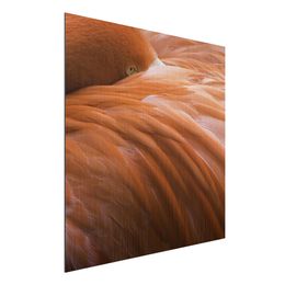 Bilderwelten Alu Dibond Outdoor Bild Tiere rosa Motiv wetterfest - Flamingofedern - V&ouml;gel Wohnzimmer Schlafzimmer