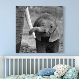 Bilderwelten Leinwandbild - Quadrat Elefantenbaby
