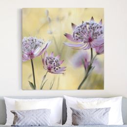 Bilderwelten Leinwandbild Blumen Landhaus Kunstdruck violett - Astrantia Major - Wandbild XXL Wohnzimmer Schlafzimmer