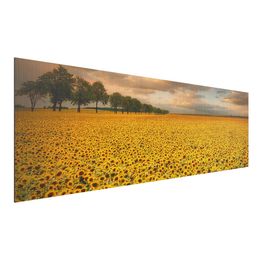 Bilderwelten Alu Dibond Outdoor Bild Blumen gelb Motiv wetterfest - Feld mit Sonnenblumen - Sonnenblumen Wohnzimmer Schlafzimmer