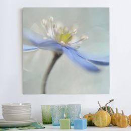 Bilderwelten Leinwandbild - Quadrat Tanzende Anemonen