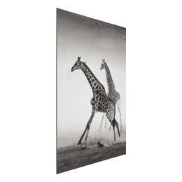 Bilderwelten Alu Dibond Outdoor Bild Tiere schwarz weiss Motiv wetterfest - Giraffenjagd - Giraffen Wohnzimmer Schlafzimmer