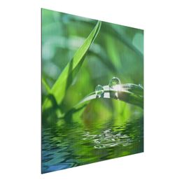 Bilderwelten Alu-Dibond Outdoor Bild Green Ambiance II