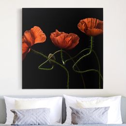 Bilderwelten Leinwandbild Blumen Motiv Kunstdruck rot - Mohnblumen um Mitternacht - Mohn XXL Wohnzimmer Schlafzimmer