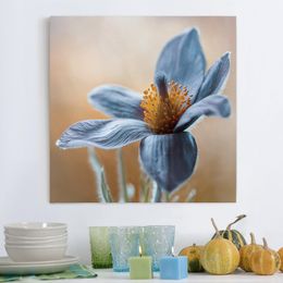 Bilderwelten Leinwandbild Blumen Motiv Kunstdruck blau - Kuhschelle in Blau - Wandbild XXL Wohnzimmer Schlafzimmer
