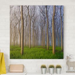 Bilderwelten Leinwandbild - Quadrat Morgen im Wald