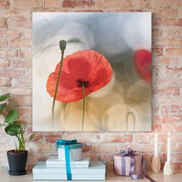 Bilderwelten Leinwandbild - Quadrat Mohnblumen am Morgen