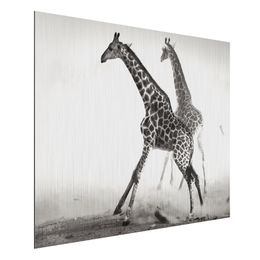 Bilderwelten Alu Dibond Outdoor Bild Tiere schwarz weiss Motiv wetterfest - Giraffenjagd - Giraffen Wohnzimmer Schlafzimmer