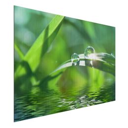 Bilderwelten Alu Dibond Outdoor Bild Blumen gr&uuml;n Tropisch wetterfest - Green Ambiance II - Gr&auml;ser Wohnzimmer Schlafzimmer