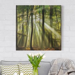Bilderwelten Leinwandbild - Quadrat Sonnentag im Wald