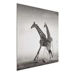 Bilderwelten Alu Dibond Outdoor Bild Tiere schwarz weiss Motiv wetterfest - Giraffenjagd - Giraffen Wohnzimmer Schlafzimmer