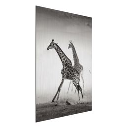 Bilderwelten Alu Dibond Outdoor Bild Tiere schwarz weiss Motiv wetterfest - Giraffenjagd - Giraffen Wohnzimmer Schlafzimmer
