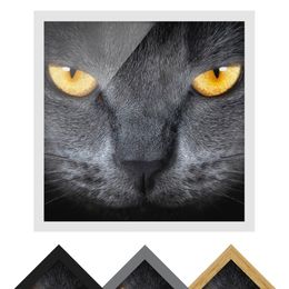 Bilderwelten Bild mit Rahmen Tiere gelb modern inkl. Rahmung - Cats Gaze - Deko Wohnzimmer Schlafzimmer