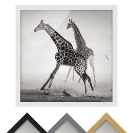 Bilderwelten Bild mit Rahmen Tiere schwarz weiss Motiv inkl. Rahmung - Giraffenjagd - Deko Wohnzimmer Schlafzimmer