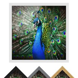 Bilderwelten Bild mit Rahmen - Quadrat Edler Pfau