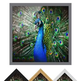 Bilderwelten Bild mit Rahmen - Quadrat Edler Pfau
