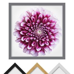 Bilderwelten Bild mit Rahmen - Quadrat Aster