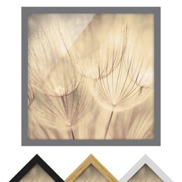 Bilderwelten Bild mit Rahmen - Quadrat Pusteblumen Nahaufnahme in wohnlicher Sepia T&ouml;nung
