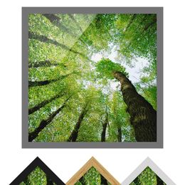 Bilderwelten Bild mit Rahmen - Quadrat B&auml;ume des Lebens