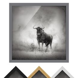Bilderwelten Bild mit Rahmen - Quadrat Staring Wildebeest