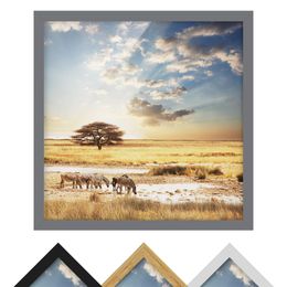 Bilderwelten Bild mit Rahmen - Quadrat Das Leben der Zebras