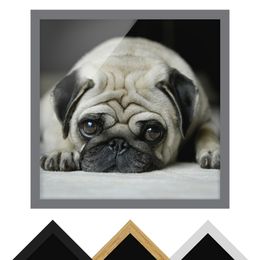 Bilderwelten Bild mit Rahmen - Quadrat Pug Loves You