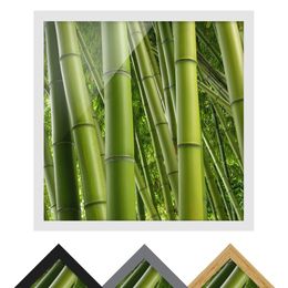Bilderwelten Bild mit Rahmen - Quadrat Bamboo Trees