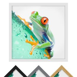 Bilderwelten Bild mit Rahmen Tiere einzigartig modern inkl. Rahmung - Frog - Deko Wohnzimmer Schlafzimmer