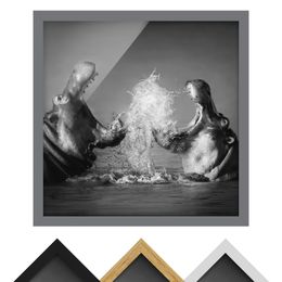 Bilderwelten Bild mit Rahmen - Quadrat Hippo Fight