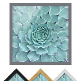 Bilderwelten Bild mit Rahmen - Quadrat Kaktus Agave
