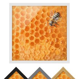 Bilderwelten Bild mit Rahmen - Quadrat Honey Bee