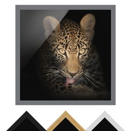 Bilderwelten Bild mit Rahmen - Quadrat Resting Leopard