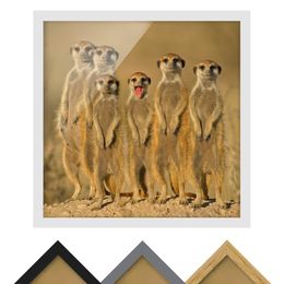 Bilderwelten Bild mit Rahmen Tiere einzigartig Motiv inkl. Rahmung - Meerkat Family - Deko Wohnzimmer Schlafzimmer